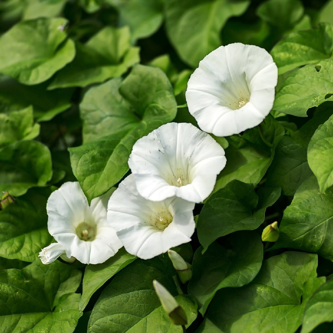 Cultivo De Enredaderas Trepadoras Con Flores