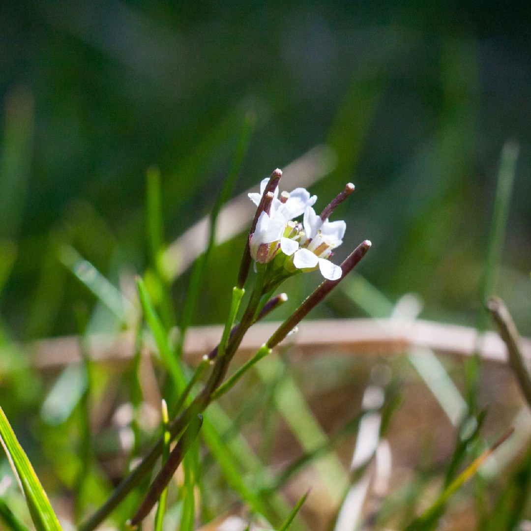 Berros amargos (Cardamine) - PictureThis