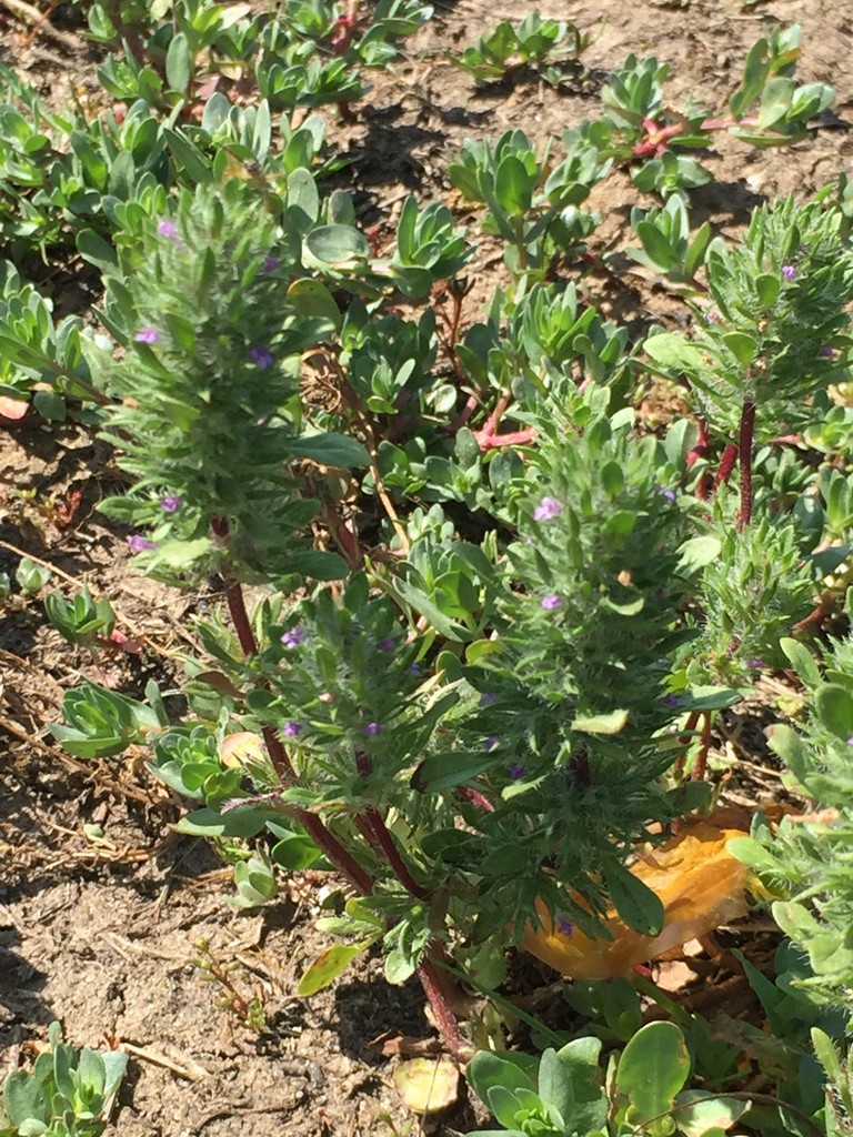 Pogogyne zizyphoroides 照顧，種植，繁殖，開花時間 - PictureThis