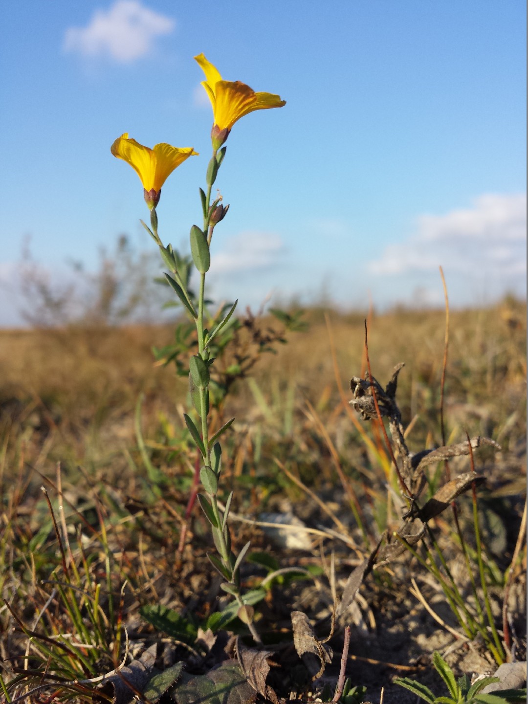 Lino marittimo (Linum maritimum) - PictureThis
