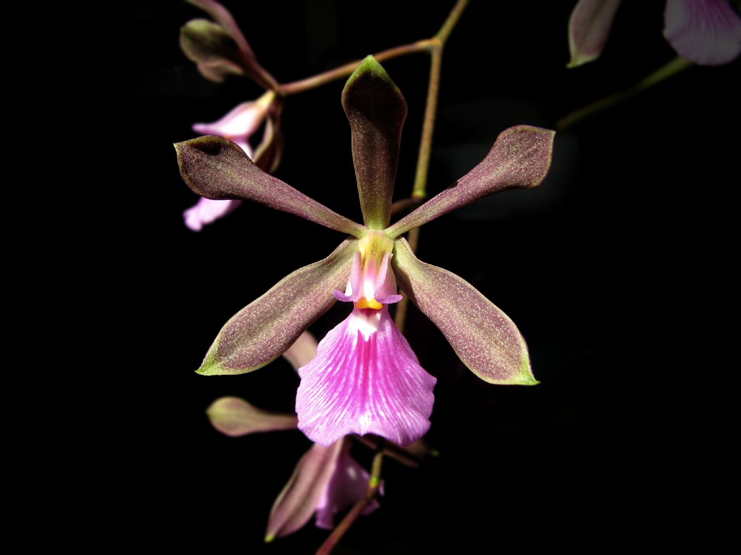 Orquídea mariposa (Encyclia) - PictureThis