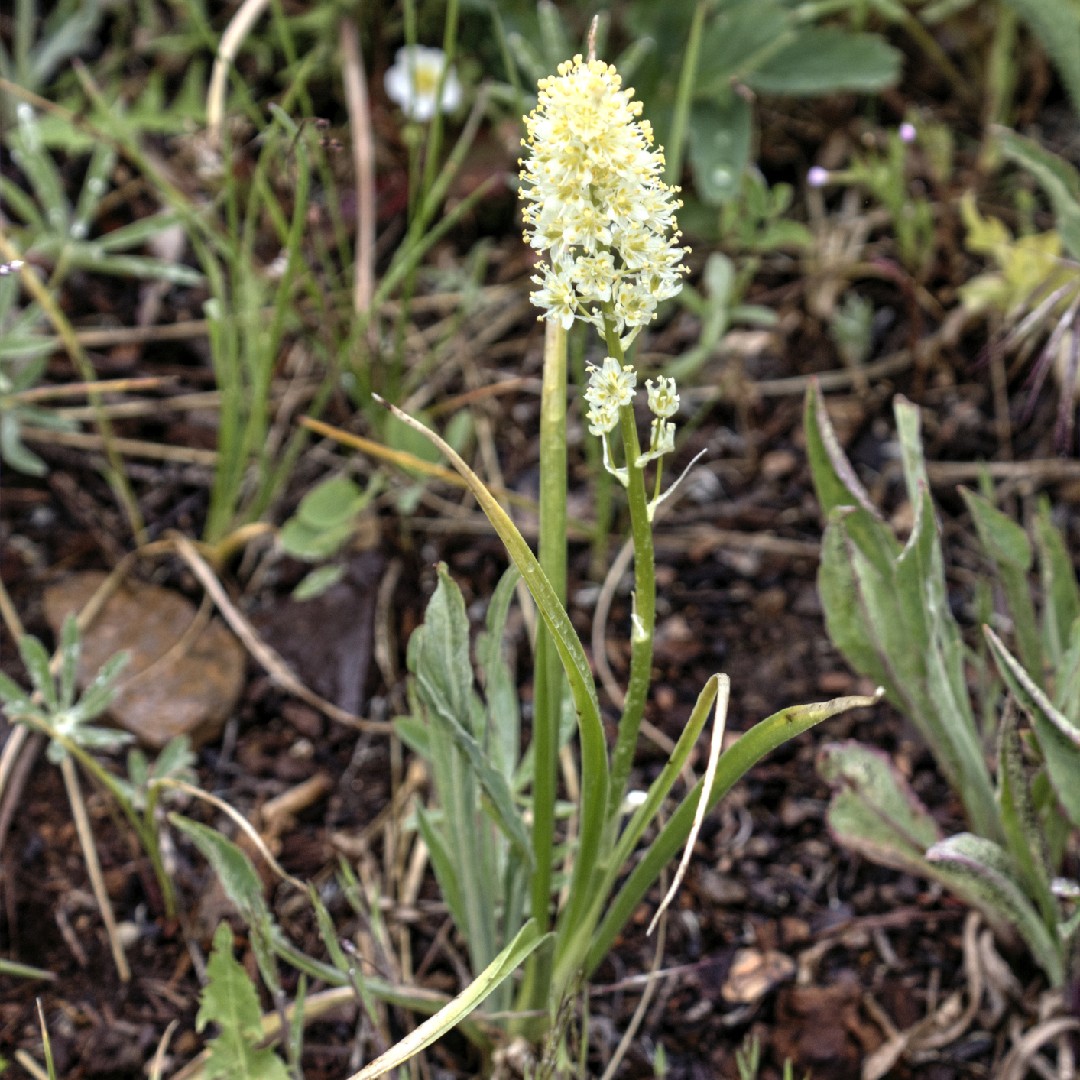 Death camas (Toxicoscordion) Flower, Leaf, Care, Uses - PictureThis