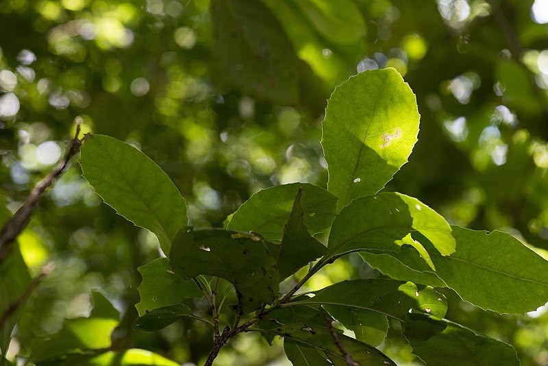 Redleaf helicia (Helicia cochinchinensis) Flower, Leaf, Care, Uses ...