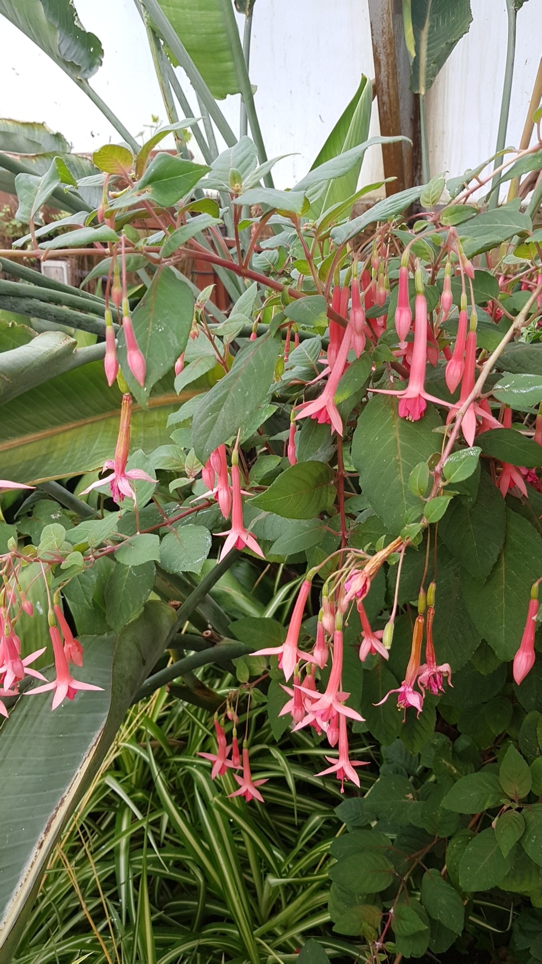 Fuchsias (Fuchsia) Flower, Leaf, Care, Uses - PictureThis
