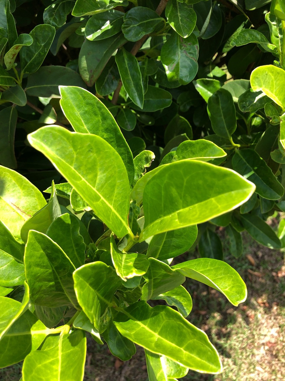 Parsonsia Flower, Leaf, Care, Uses - PictureThis