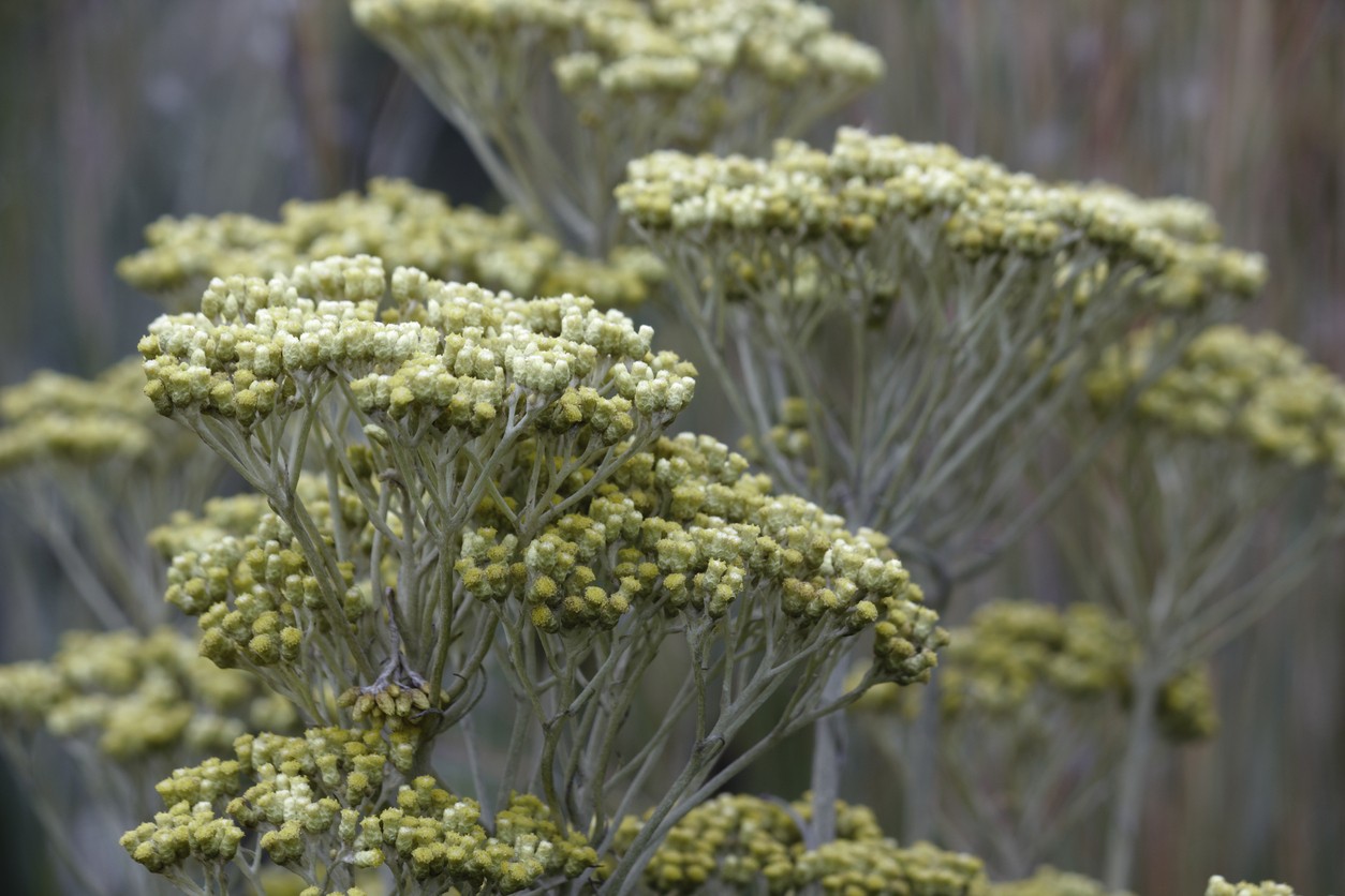 Helichrysum Flower, Leaf, Care, Uses - PictureThis