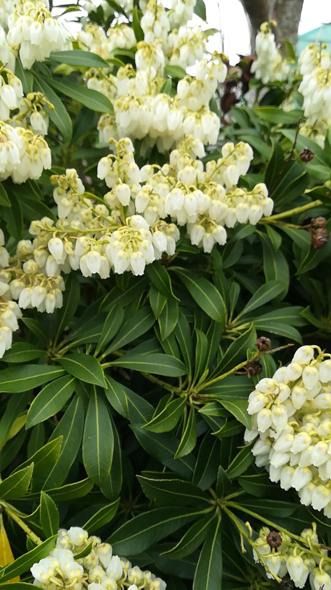 Pieris japonica 'Debutante' - PictureThis