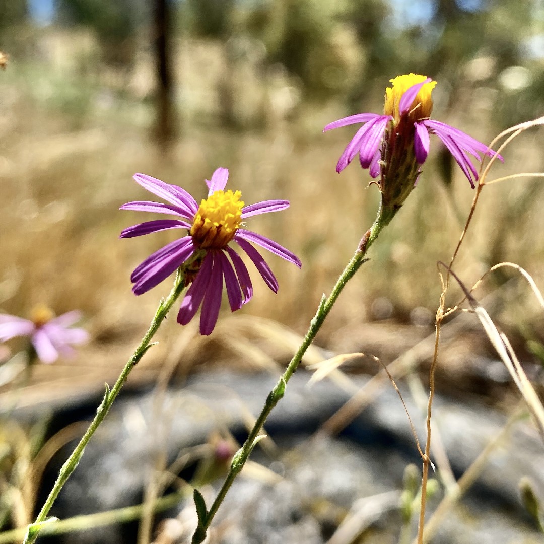 Where To Place California aster In Feng Shui? (Characteristics ...
