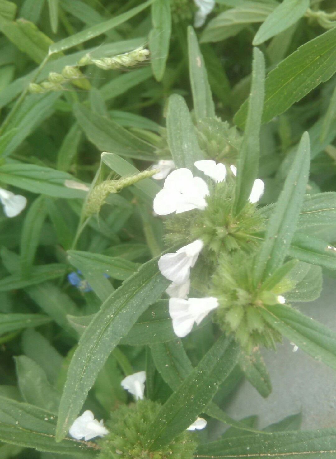 Leucas Care (Watering, Fertilize, Pruning, Propagation) - PictureThis