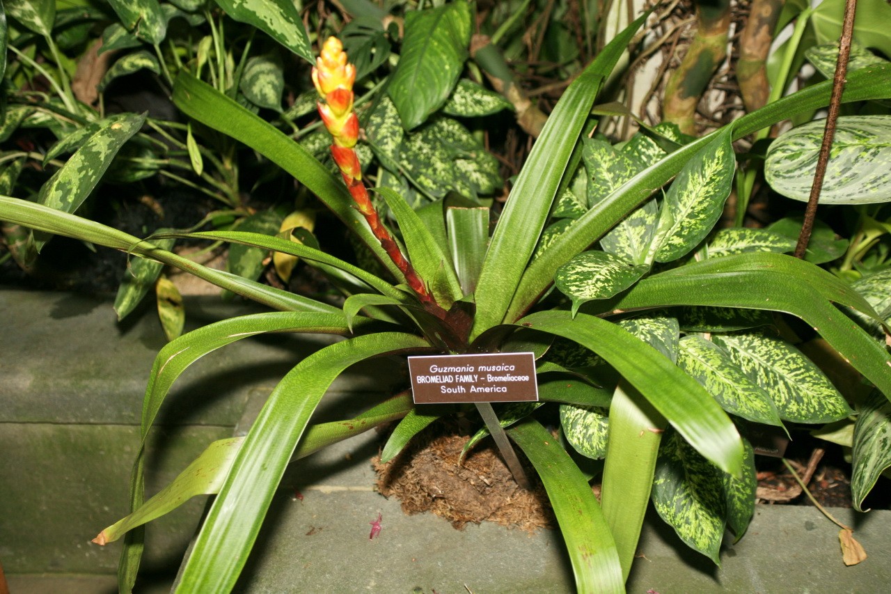 Guzmania musaica - PictureThis