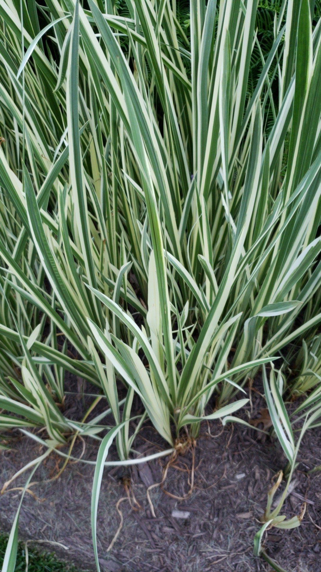 Calamus Care (Watering, Fertilize, Pruning, Propagation) - PictureThis