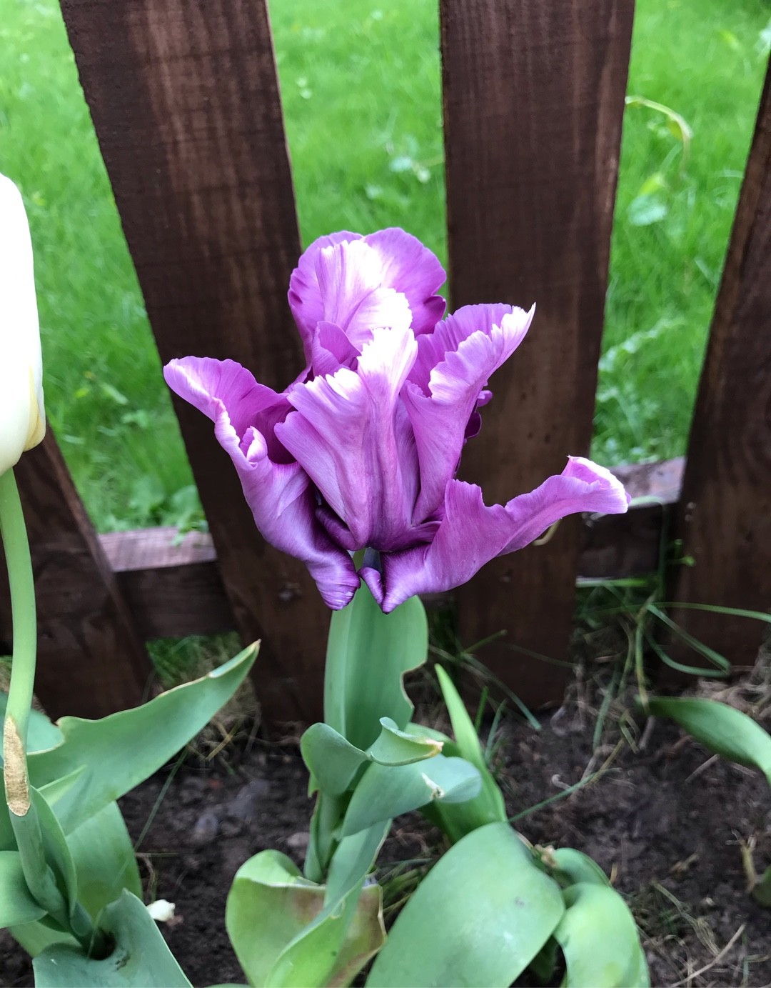 Tulip Blue Parrot | ppgbbe.intranet.biologia.ufrj.br