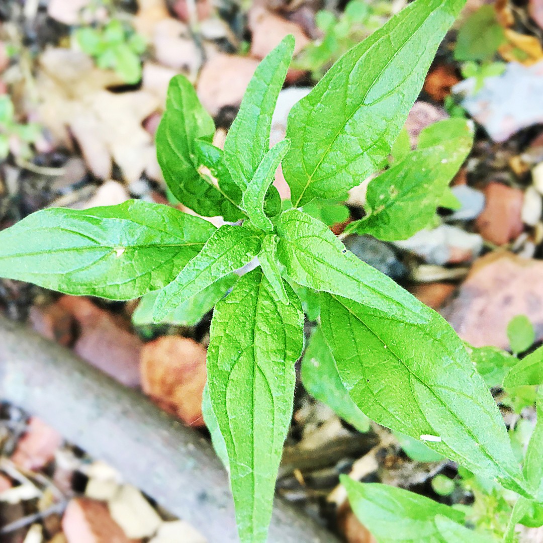 Pennsylvania pellitory (Parietaria pensylvanica) Flower, Leaf, Care ...