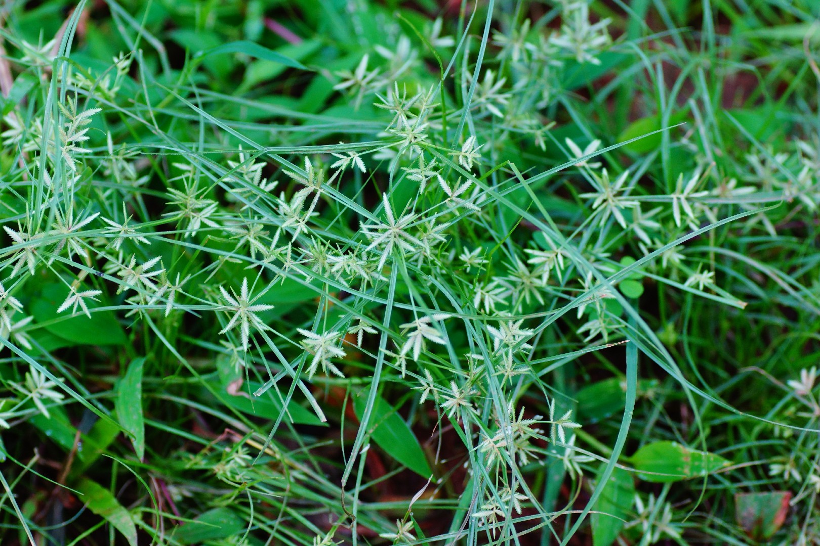 Cyperus distans - PictureThis