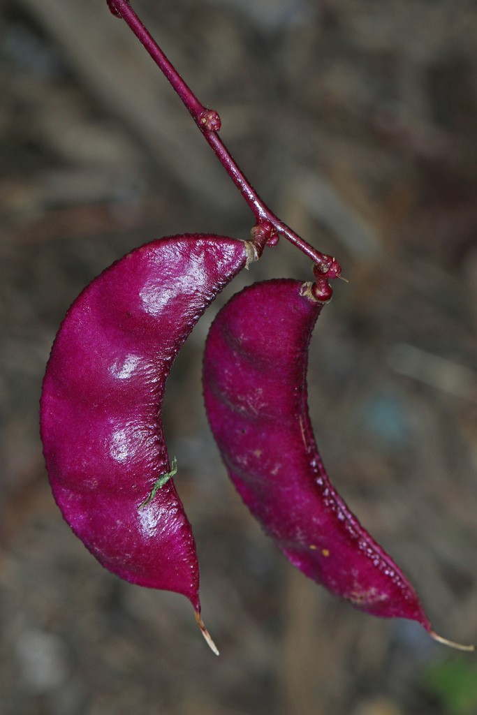 Zarandaja (Lablab purpureus) - PictureThis