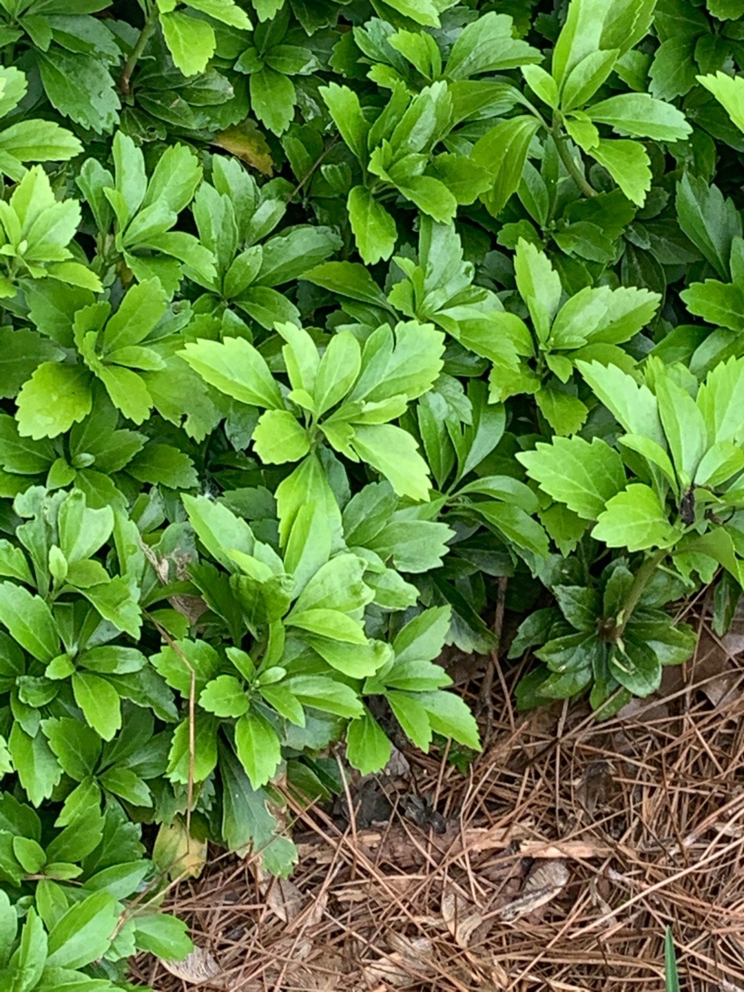 Пахизандра (Pachysandra) - PictureThis