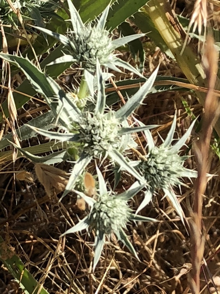 Eryngium aristulatum - PictureThis