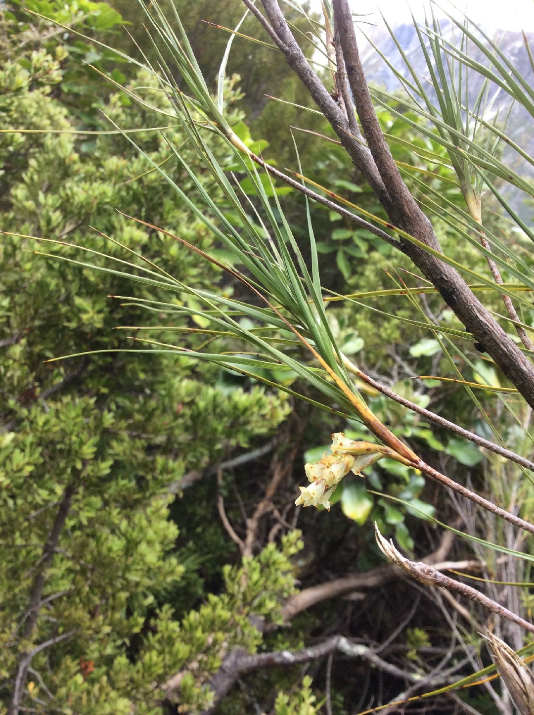 Dracophyllum longifolium - PictureThis