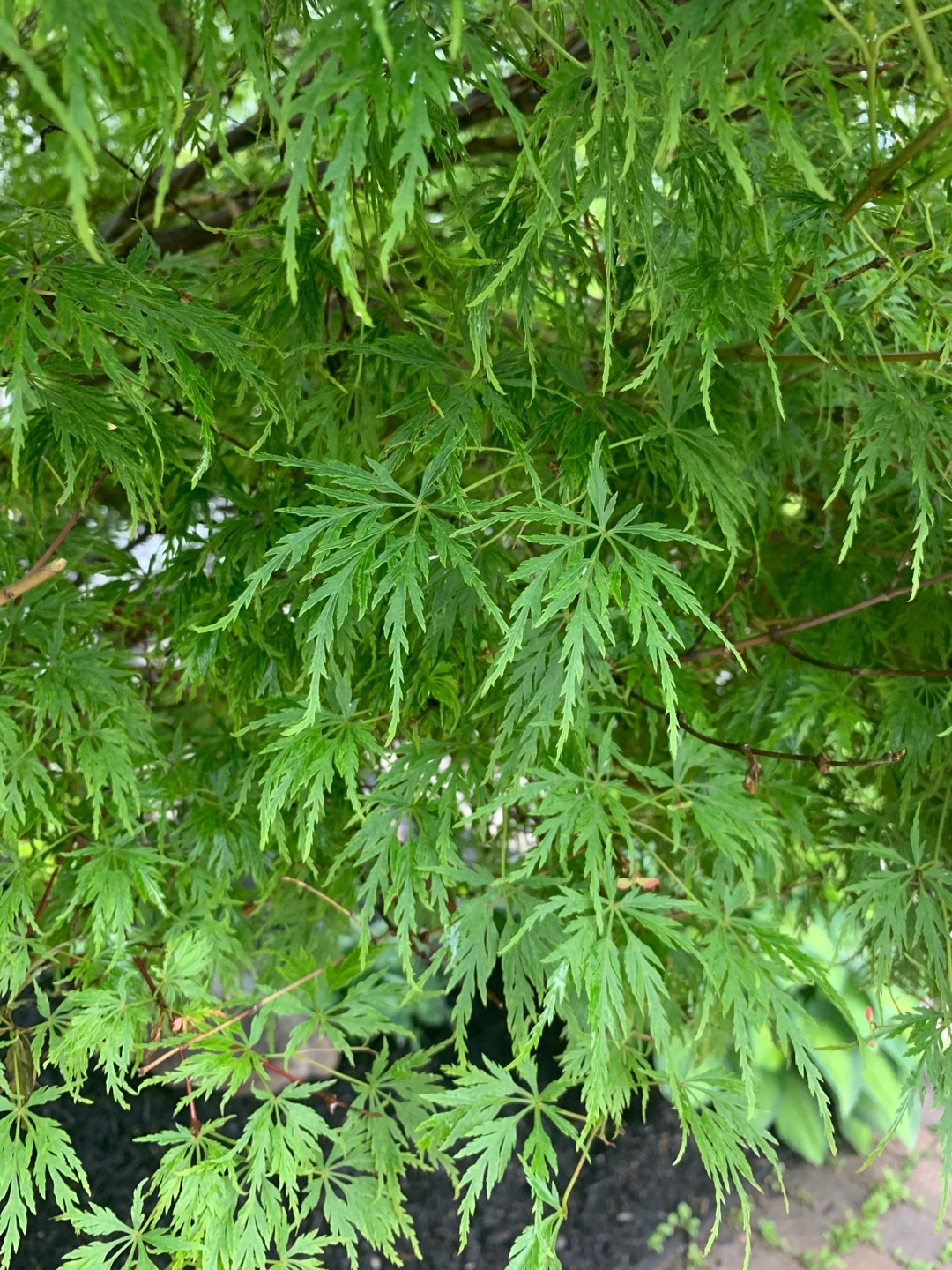 Emerald Lace Japanese Maple ACER Palmatum 'Emerald Lace'