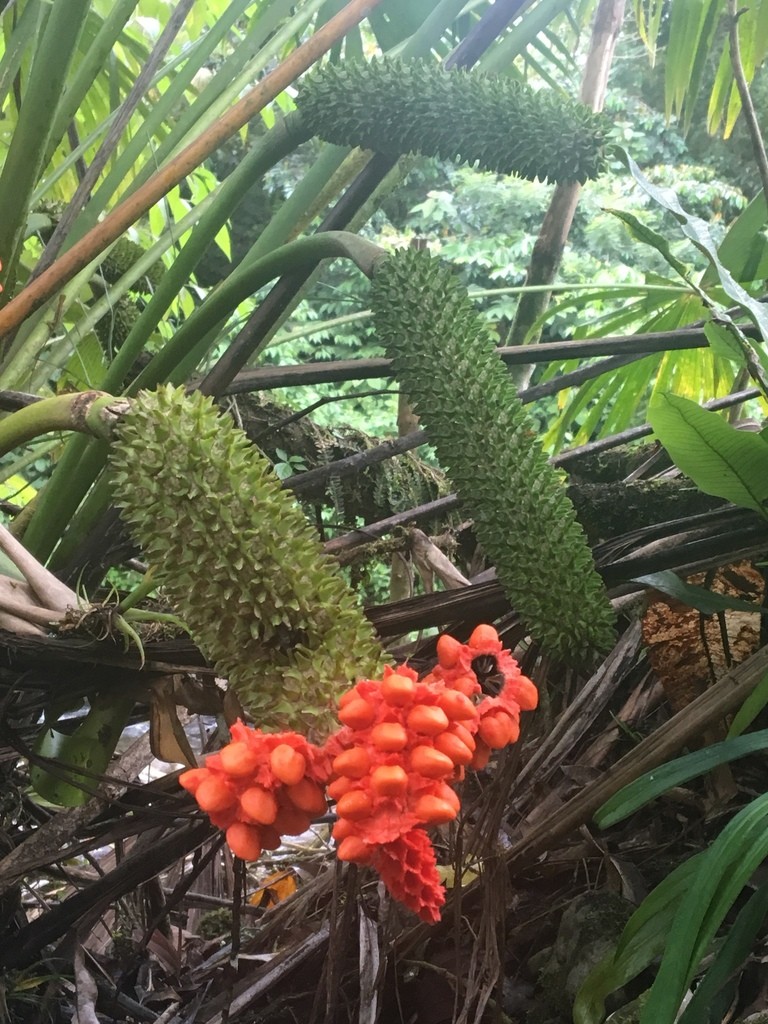 How to Plant and Grow Panama hat plant(Carludovica palmata)