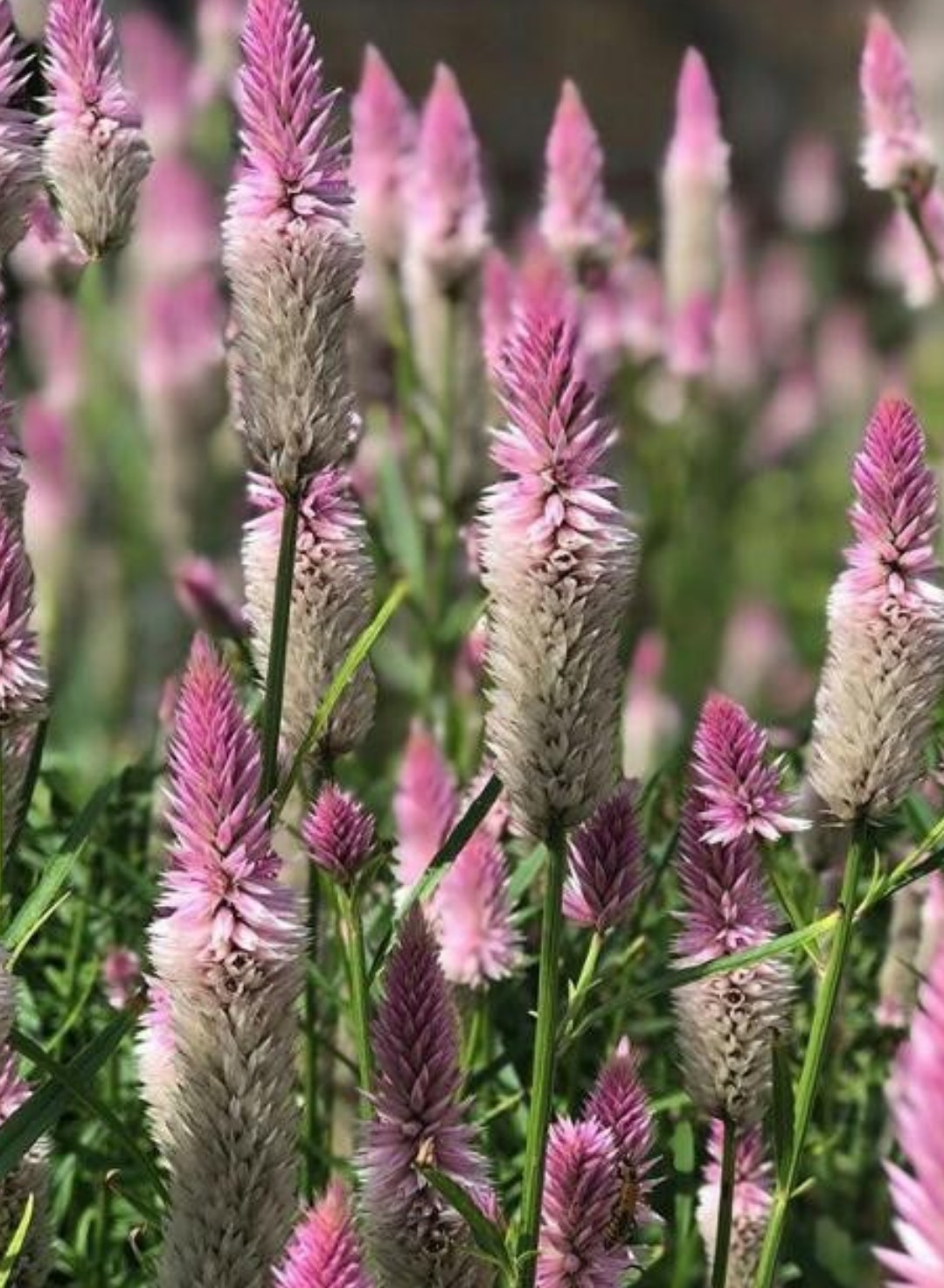 Cockscombs (Celosia) Flower, Leaf, Care, Uses - PictureThis