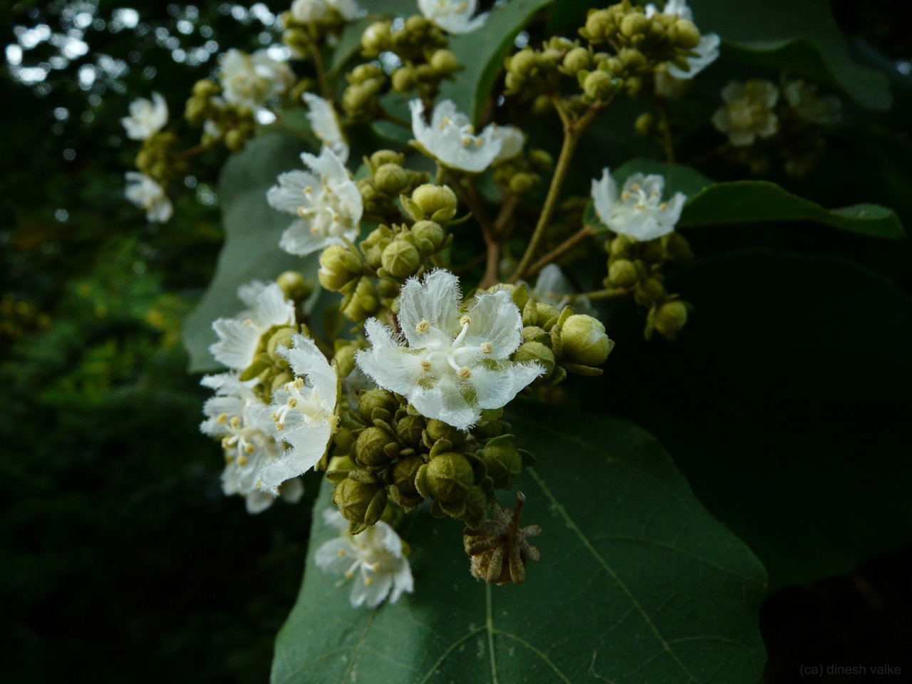 Kydia calycina - PictureThis