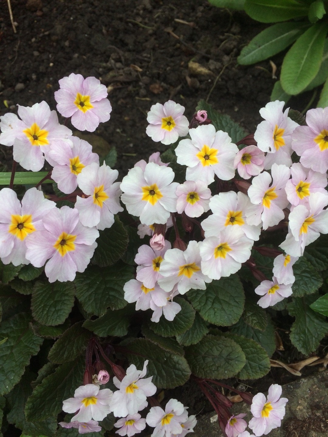 Primula × garyade 'Guinevere' - PictureThis