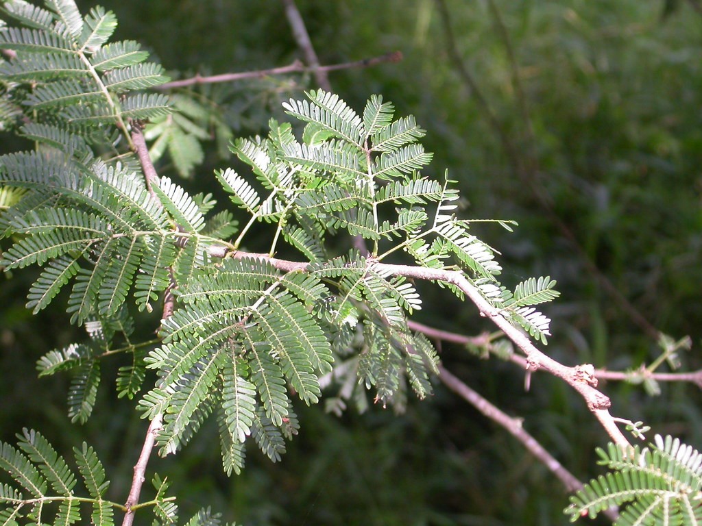 Vachellia gerrardii - PictureThis
