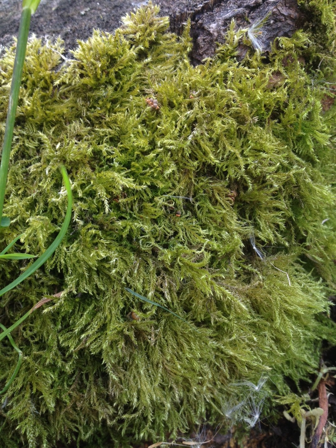 Hypnum mosses (Hypnum) Flower, Leaf, Care, Uses - PictureThis