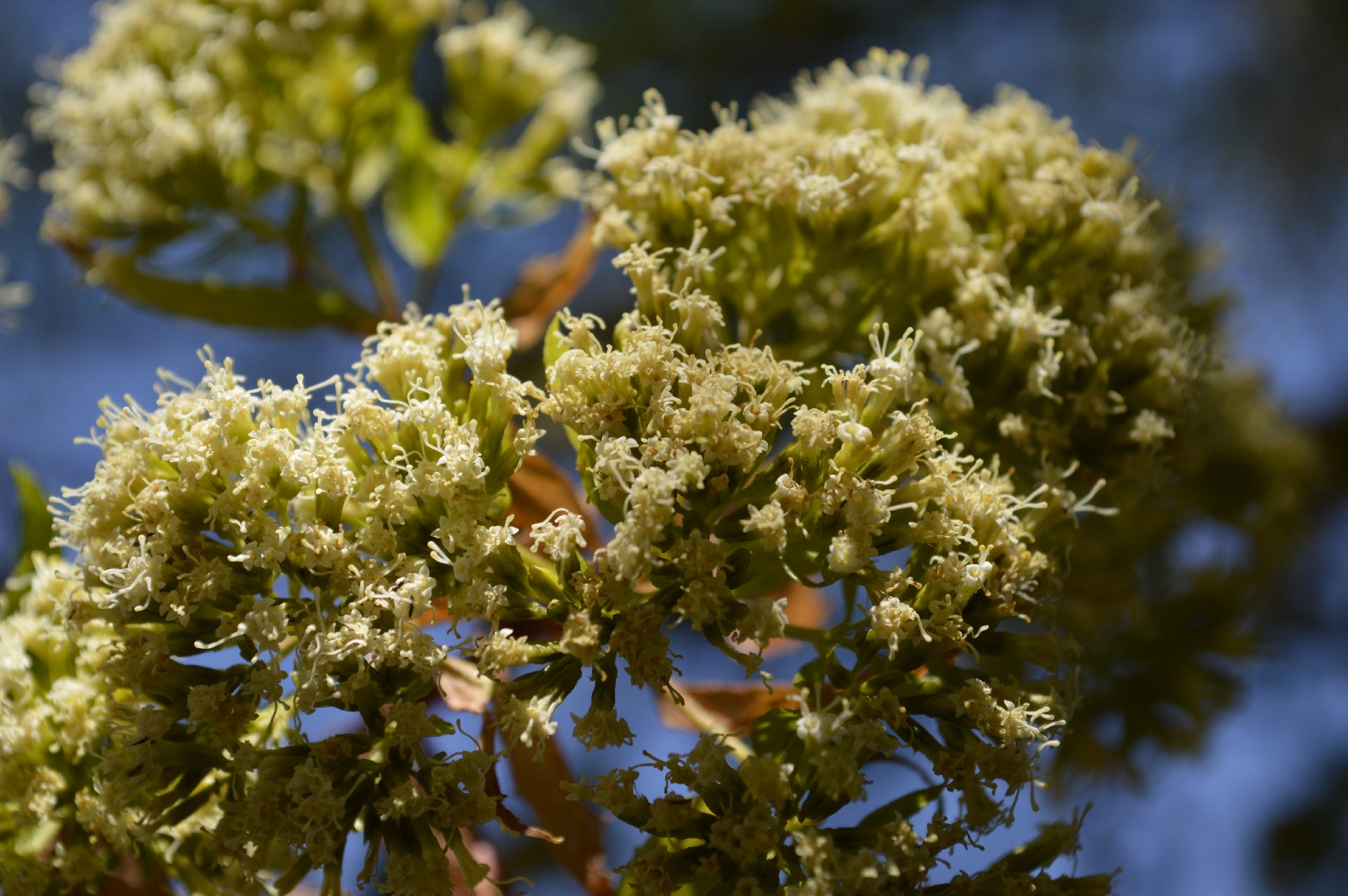 Chilca (Baccharis latifolia) - PictureThis