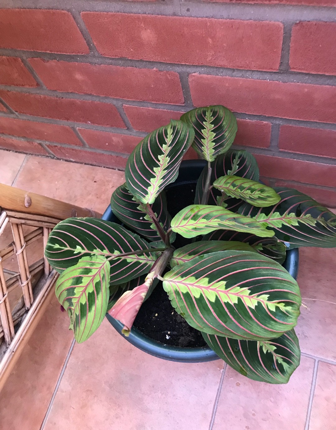 Prayer plant (Maranta) Flower, Leaf, Care, Uses - PictureThis