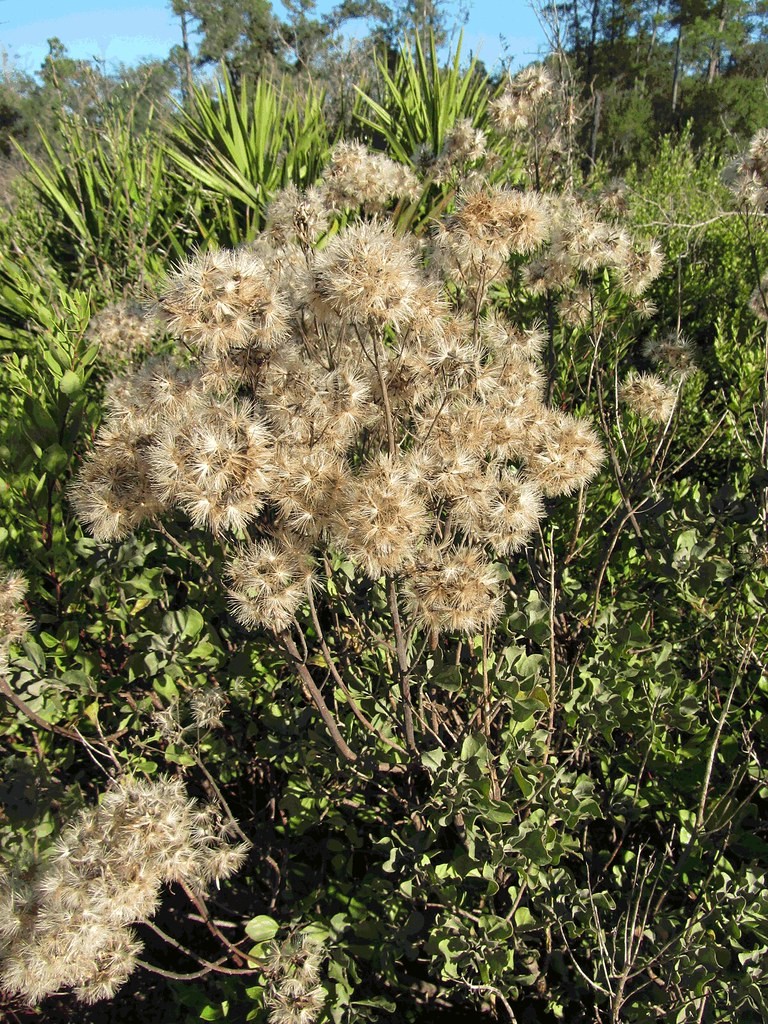 Garberia heterophylla - PictureThis