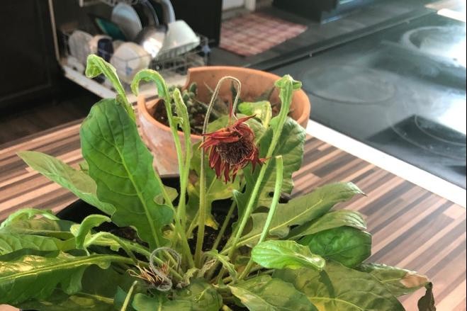 Gerbera linnaei Care (Watering, Fertilize, Pruning, Propagation ...