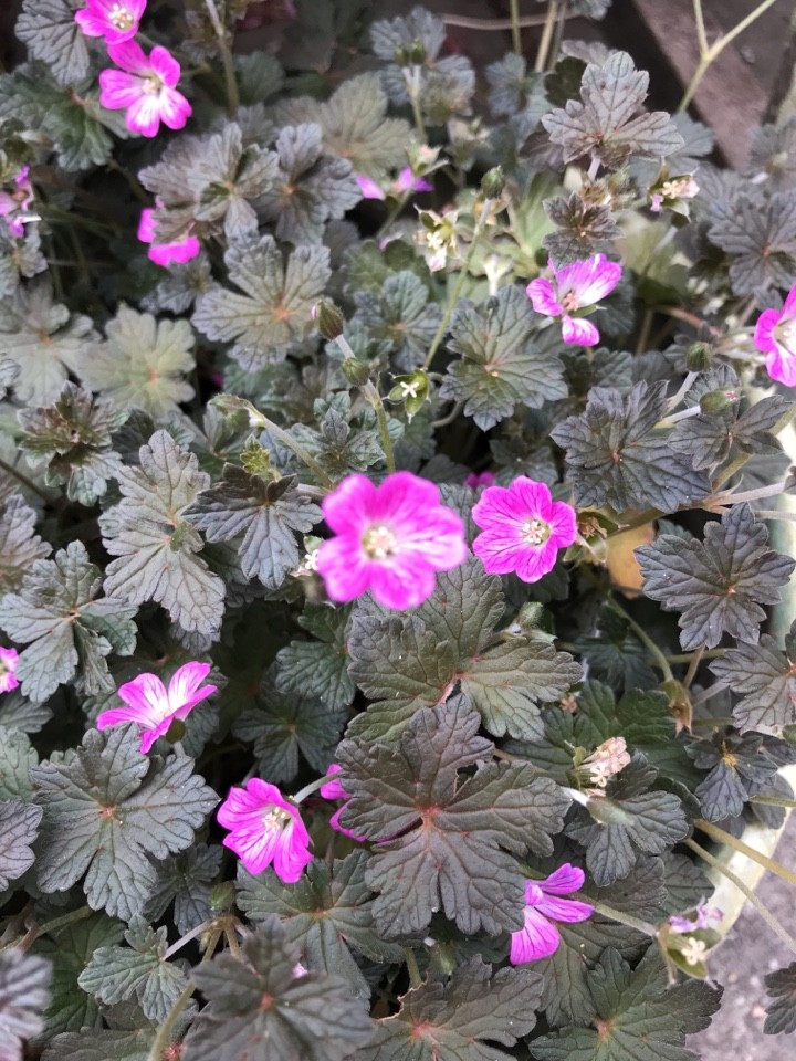 Erodium × variabile 'Bishop's Form' - PictureThis