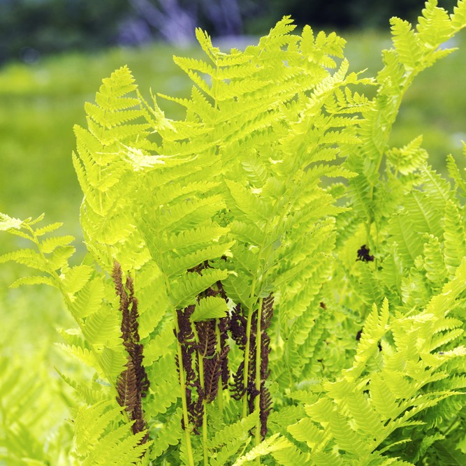 Interrupted fern Care (Watering, Fertilize, Pruning, Propagation ...