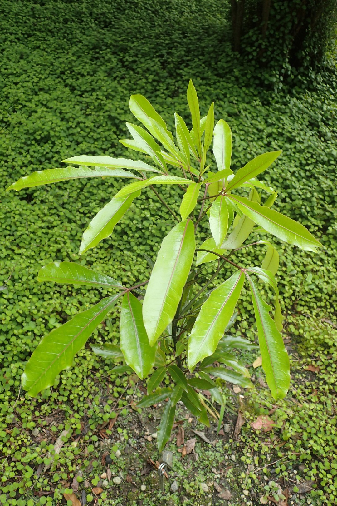 Raukawa (Raukaua edgerleyi) Flower, Leaf, Care, Uses - PictureThis