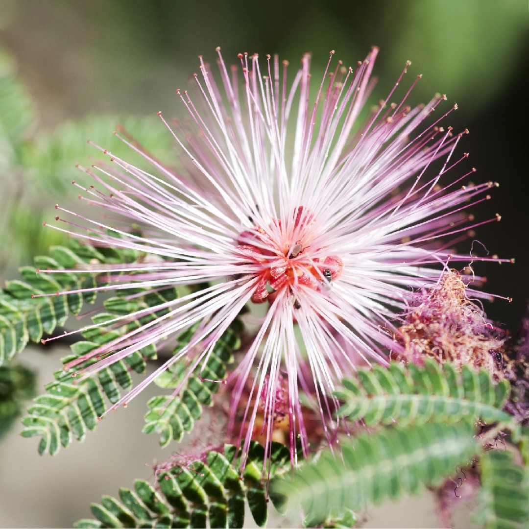 Каллиандра (Calliandra) - PictureThis