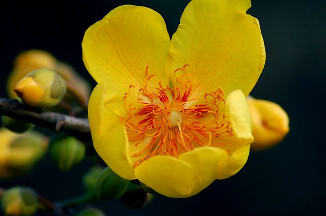Cochlospermum religiosum - PictureThis