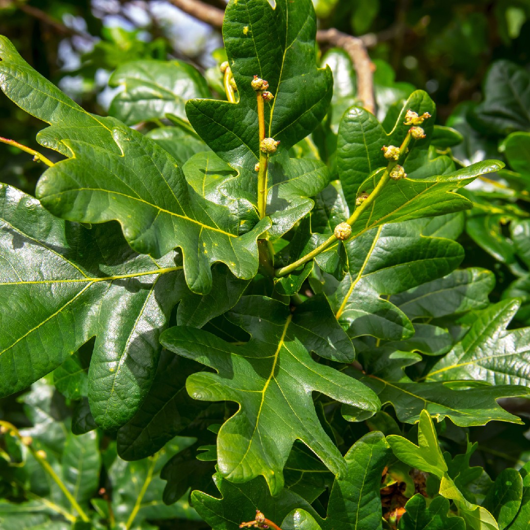 White oak (Quercus alba) Flower, Leaf, Care, Uses - PictureThis