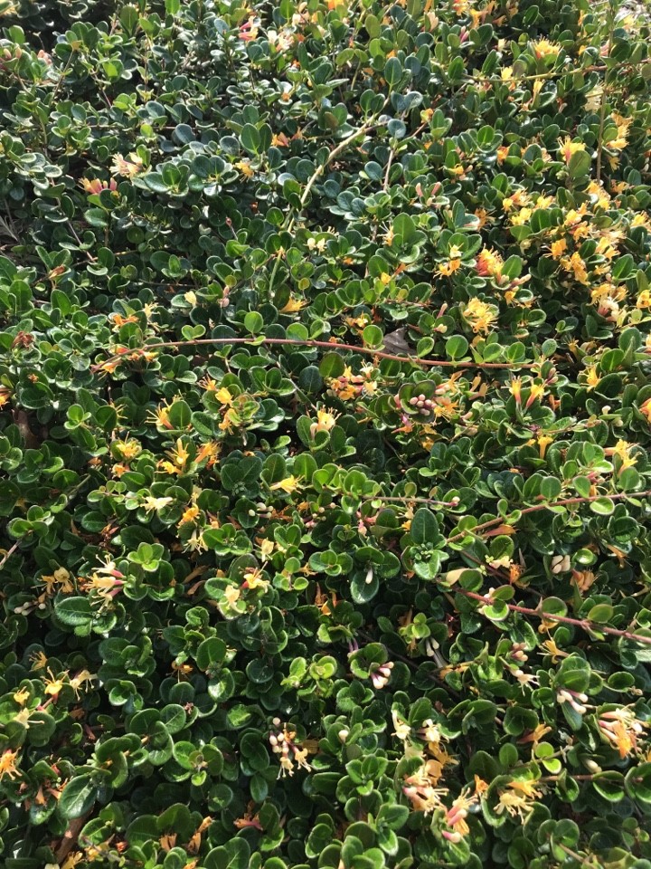 Lonicera crassifolia 'Little Honey' - PictureThis