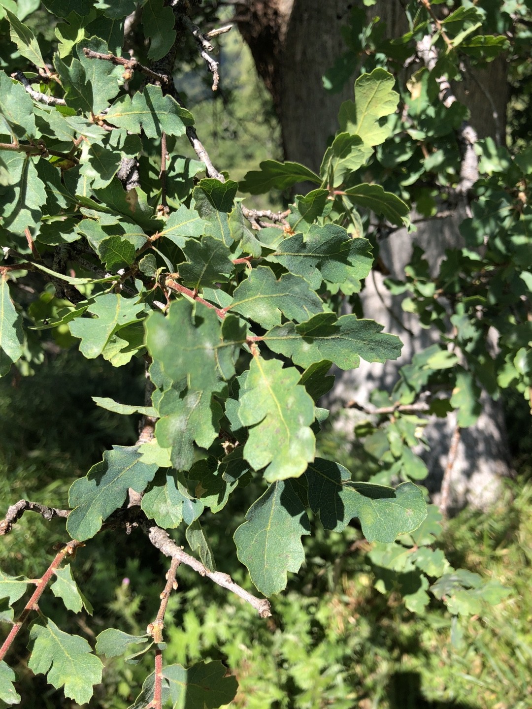 Blue oak (Quercus douglasii) Flower, Leaf, Care, Uses - PictureThis