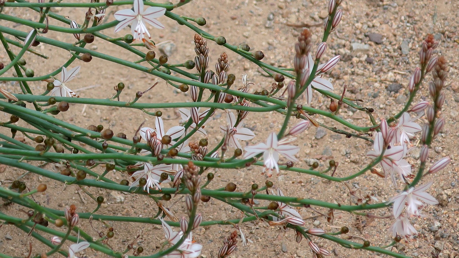 Summer asphodel (Asphodelus aestivus) Flower, Leaf, Care, Uses ...