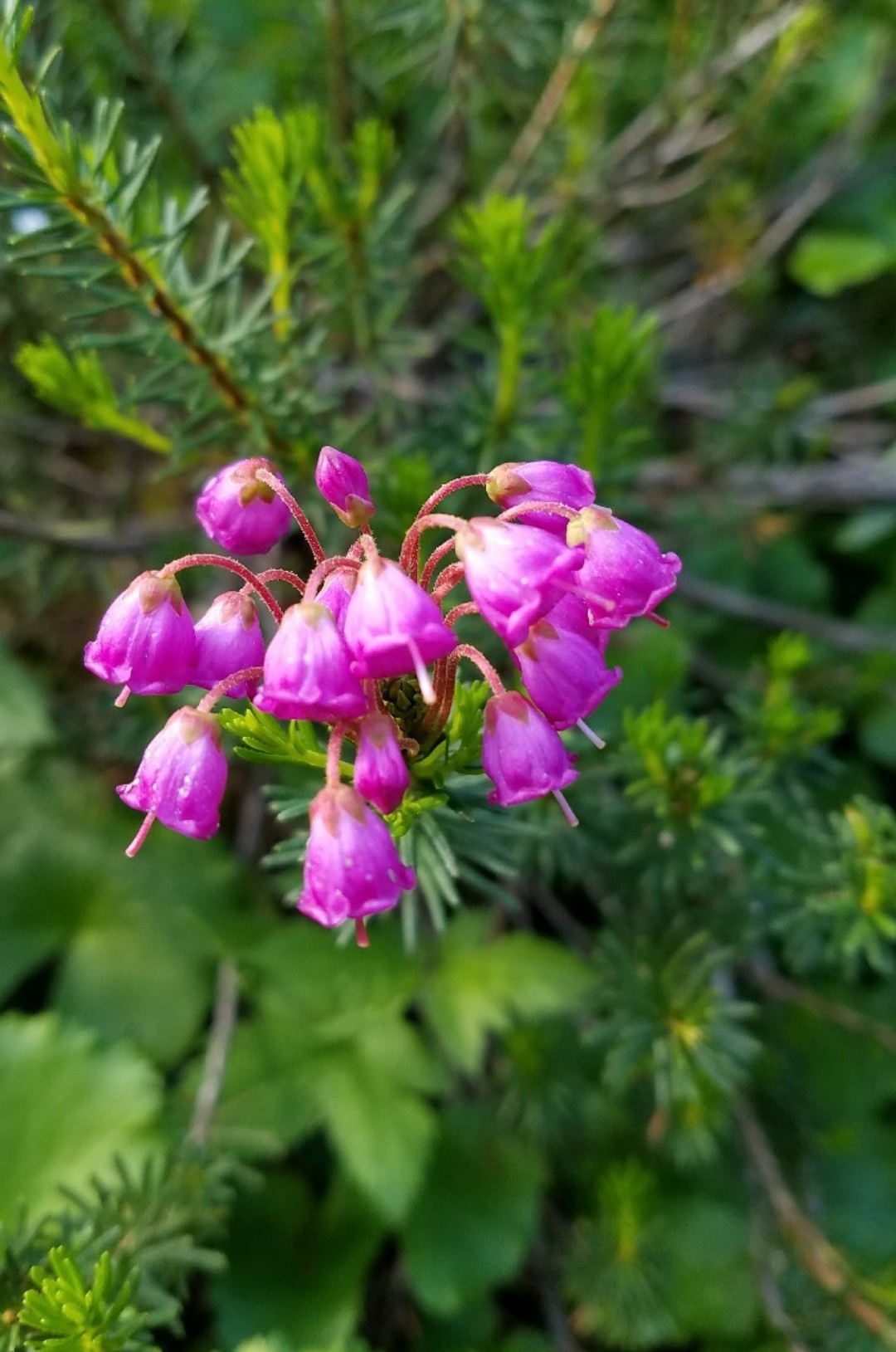 Mountain heaths Care (Watering, Fertilize, Pruning, Propagation ...