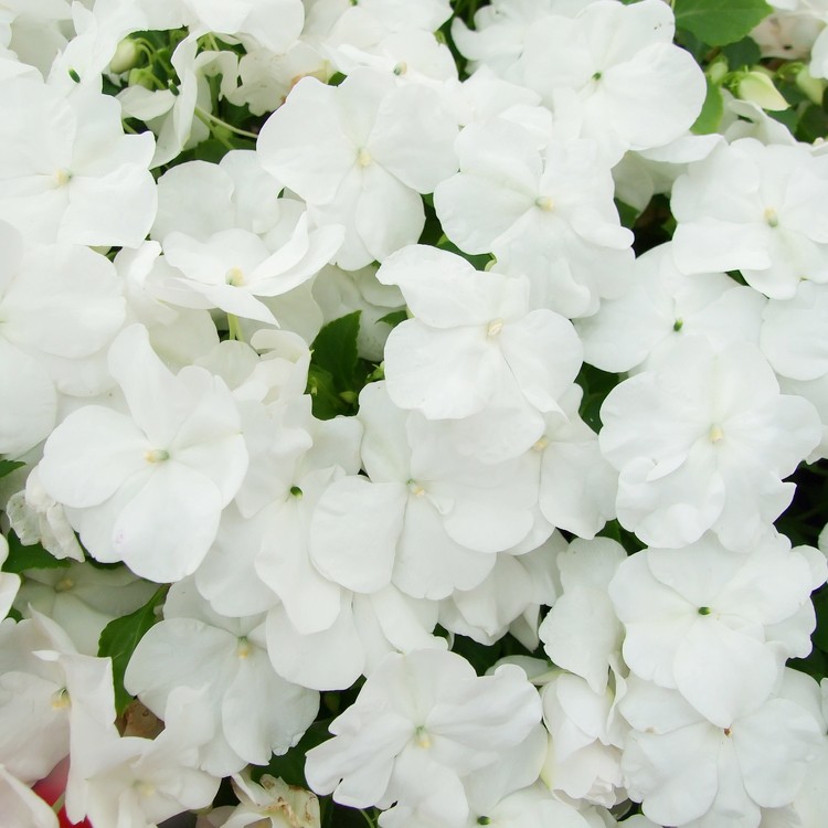 Impatiens (Impatiens) - PictureThis