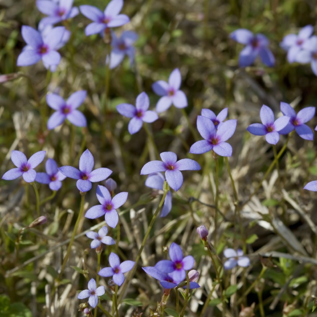 Bluets Flower Symbolism | Best Flower Site