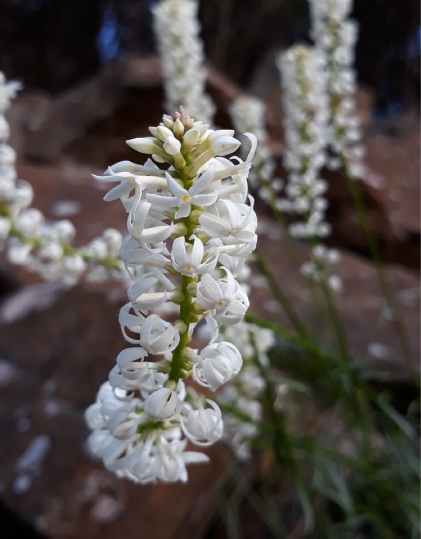 Stackhousia - PictureThis