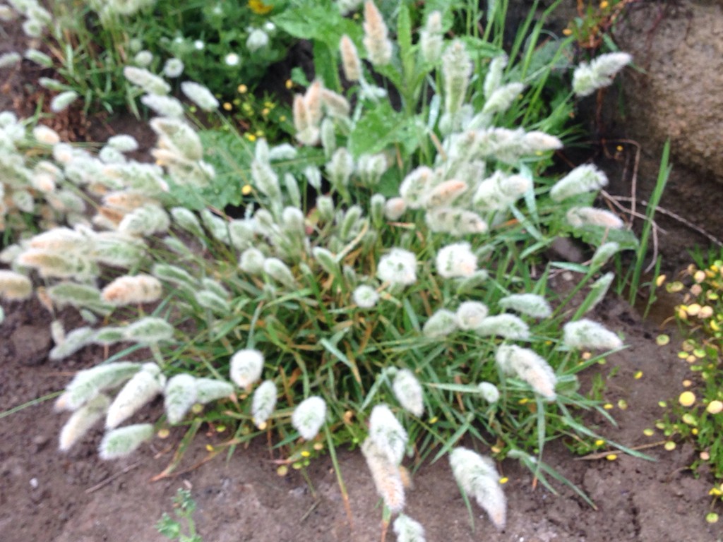 Beard grasses Care (Watering, Fertilize, Pruning, Propagation ...