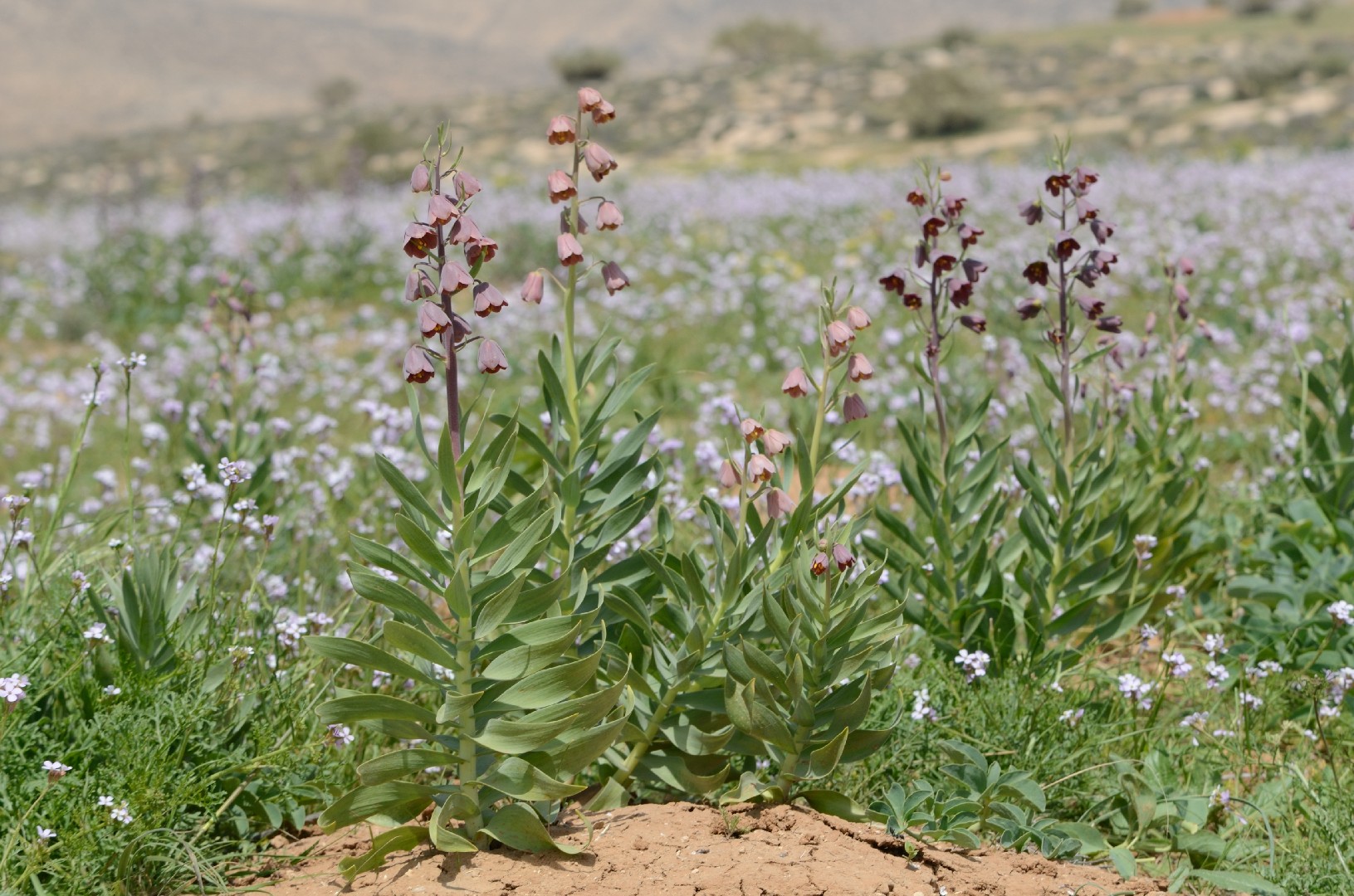 フリチラリア・ペルシカ (Fritillaria persica) 花言葉，毒性，よくある質問 - PictureThis