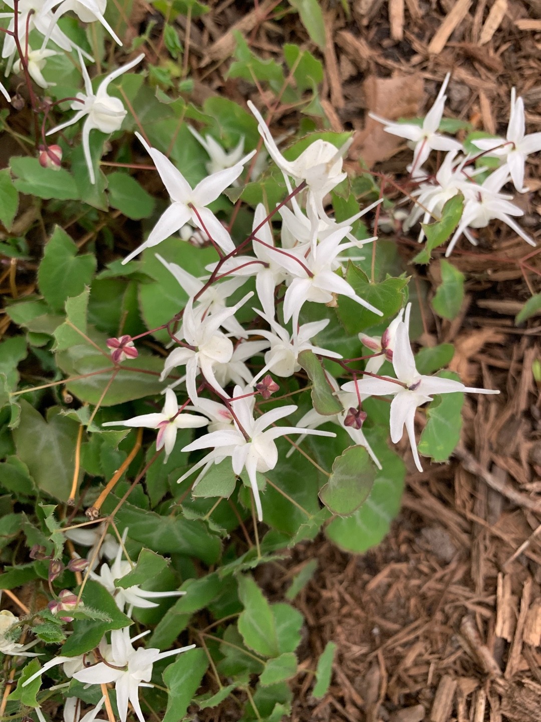 Barrenwort Care (Watering, Fertilize, Pruning, Propagation) - PictureThis