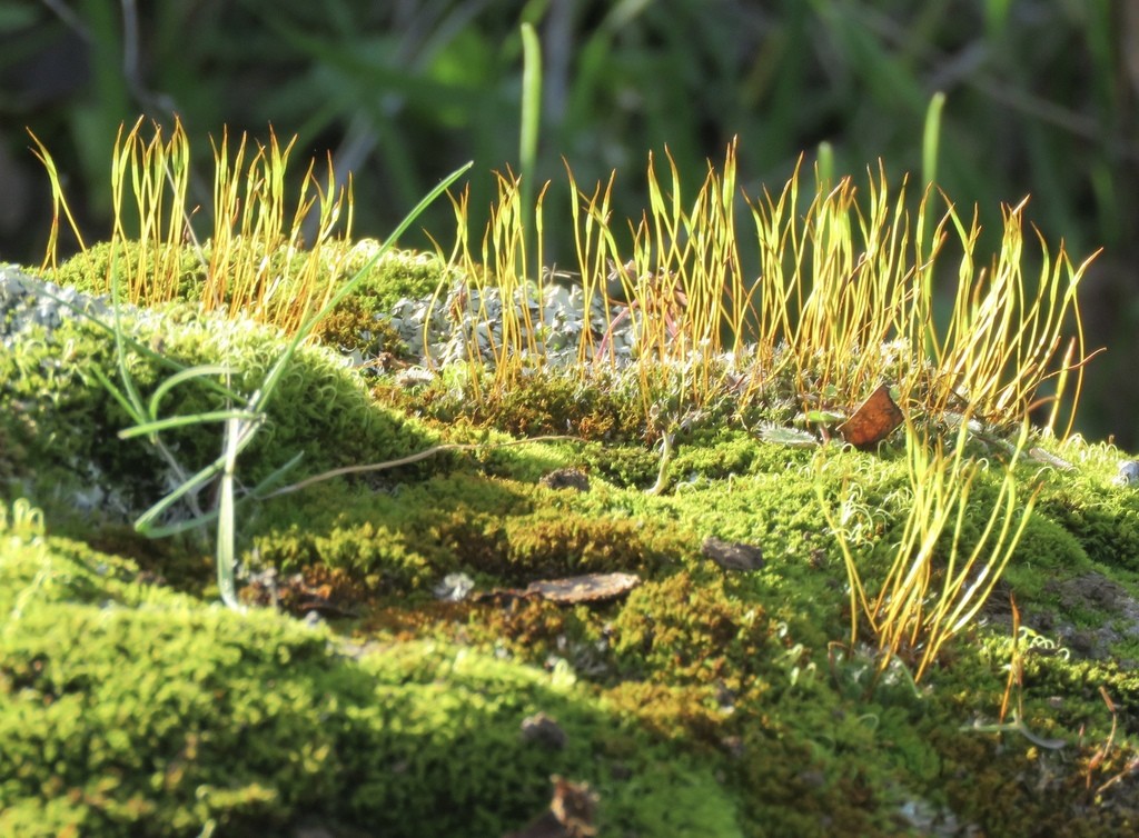 Tortula - PictureThis